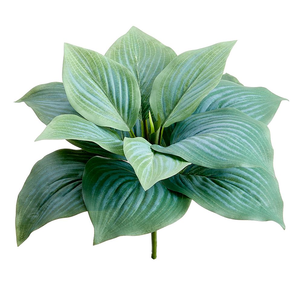 Frosted Hosta Bush – Madison & Co